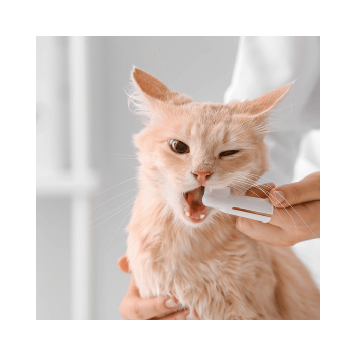 Toothpaste for cats store