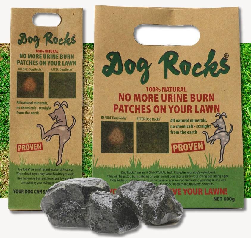 Will Dogs Pee On Rocks